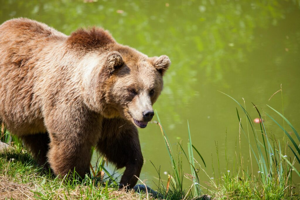 A Fed Bear is a Dead Bear